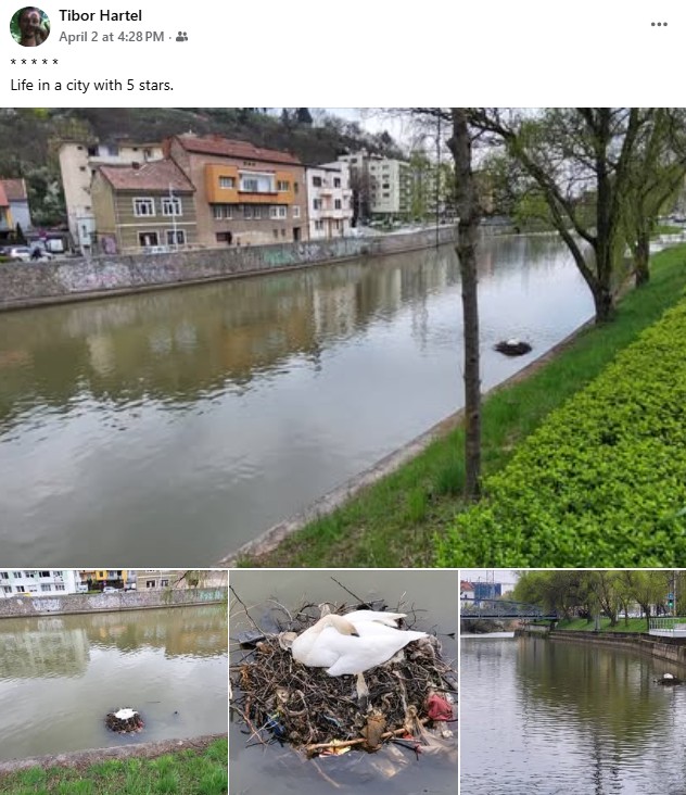 VIDEO/Lebede în cuib din gunoaie pe Someș, vizavi de Parcul Central din ...